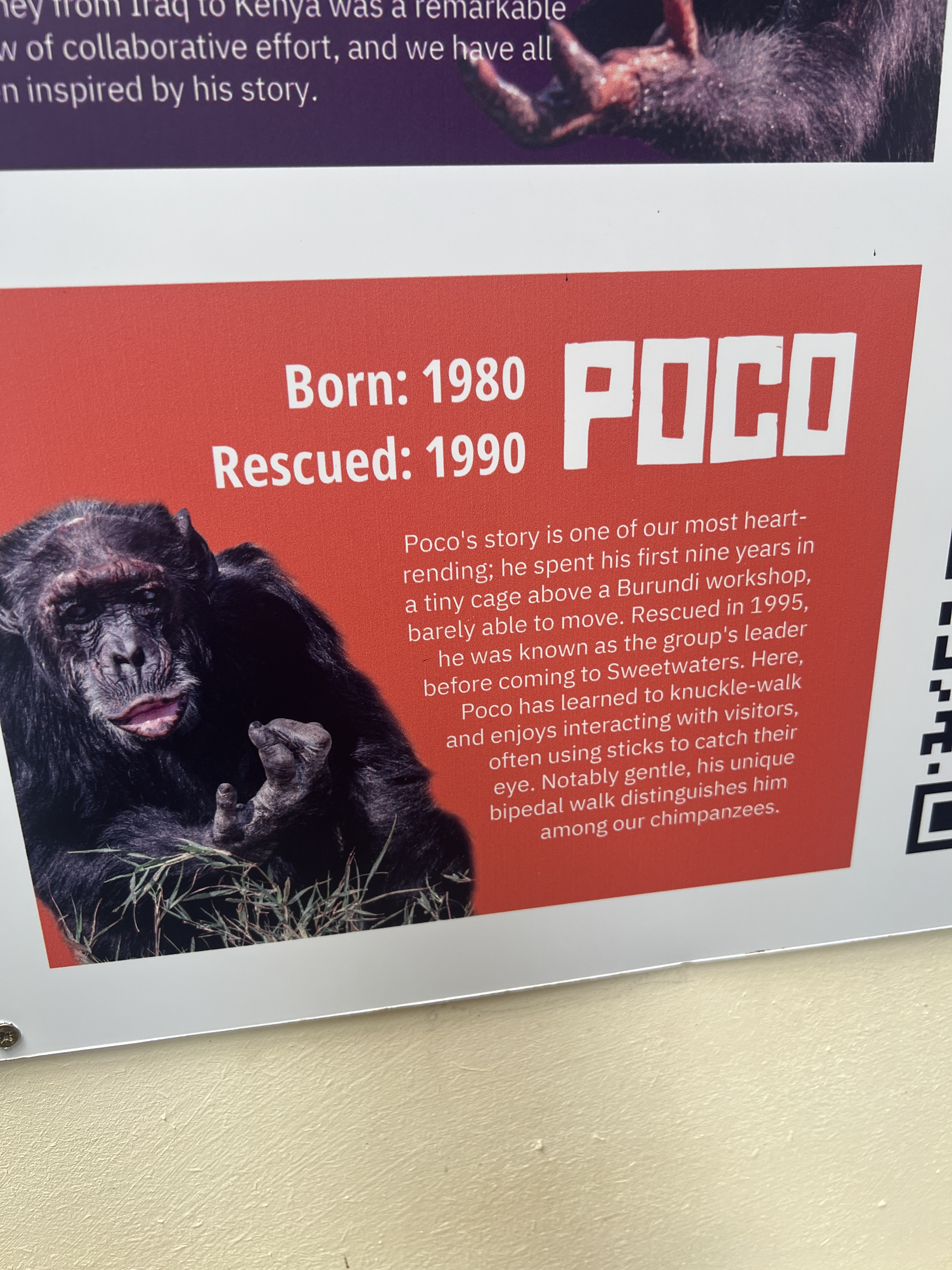 The Story of Poco – Jason Miller (Kyalo)